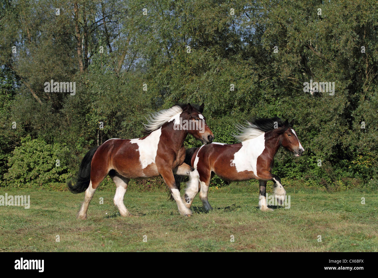 Gypsy Vanner Horse, Tinker Stock Photo - Alamy