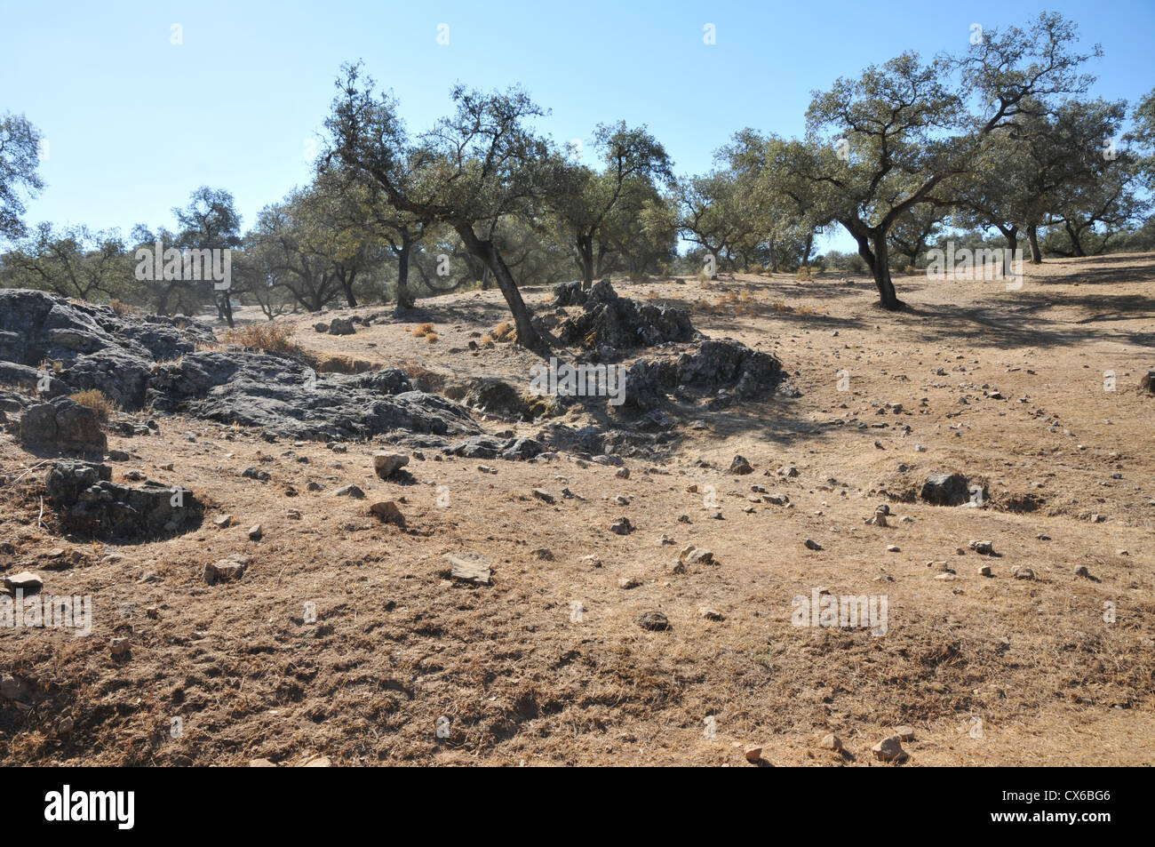 Dry, parched landscape with Encina oak trees Stock Photo - Alamy