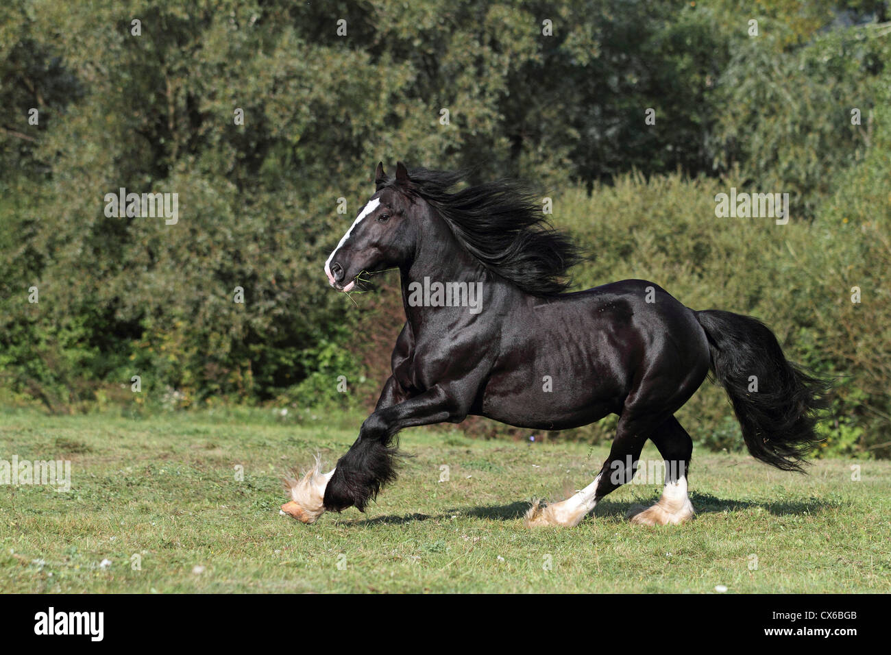 Gypsy Vanner Horse, Tinker Stock Photo - Alamy