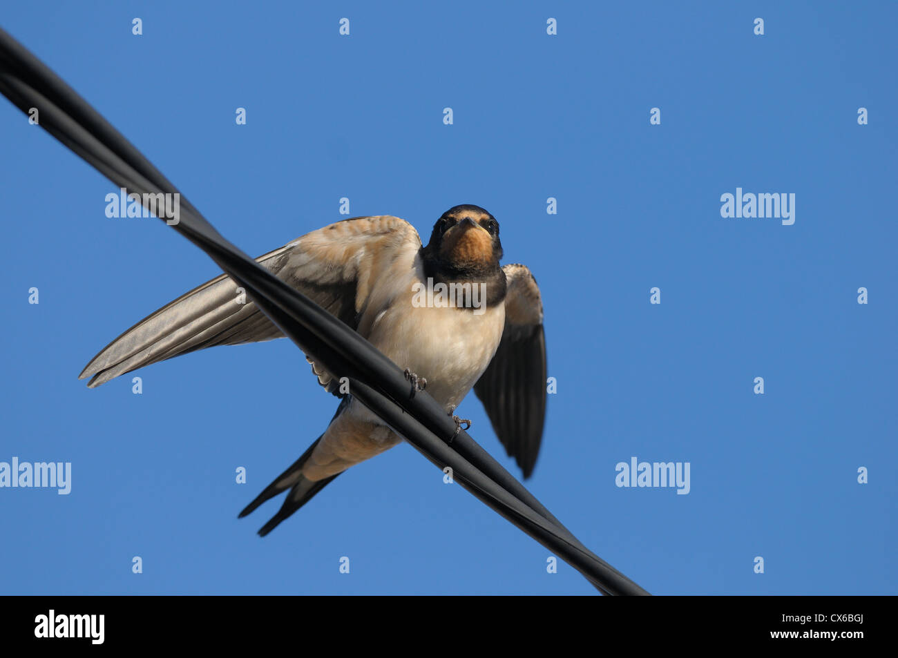 Chimney swallow hi-res stock photography and images - Alamy