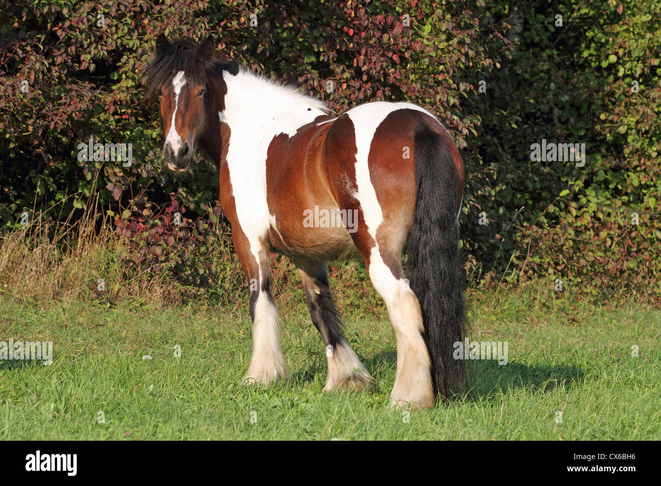 Gypsy Vanner Horse, Tinker Stock Photo - Alamy