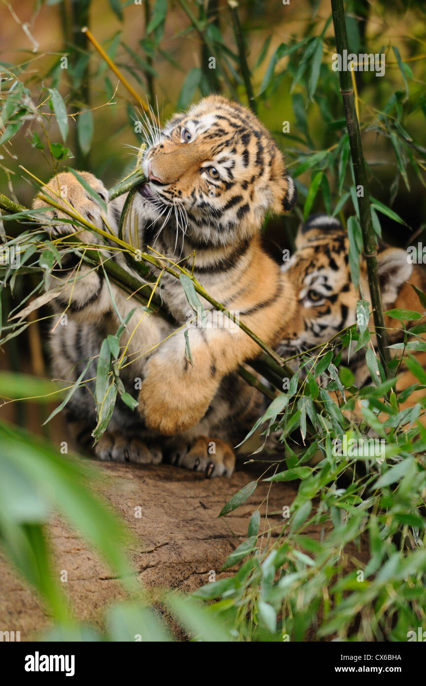 Two baby tigers hi-res stock photography and images - Alamy