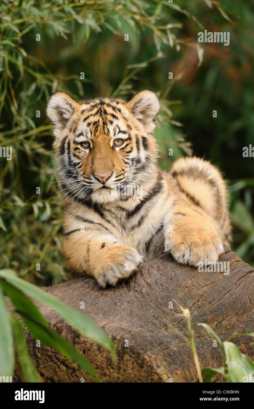 Wild tigers hi-res stock photography and images - Alamy