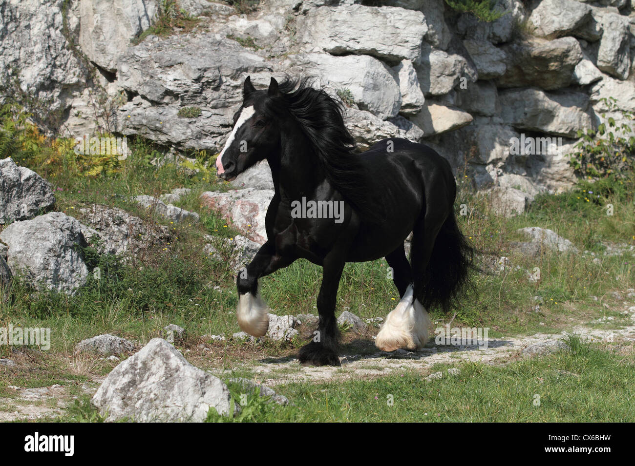 Gypsy Vanner Horse, Tinker Stock Photo - Alamy
