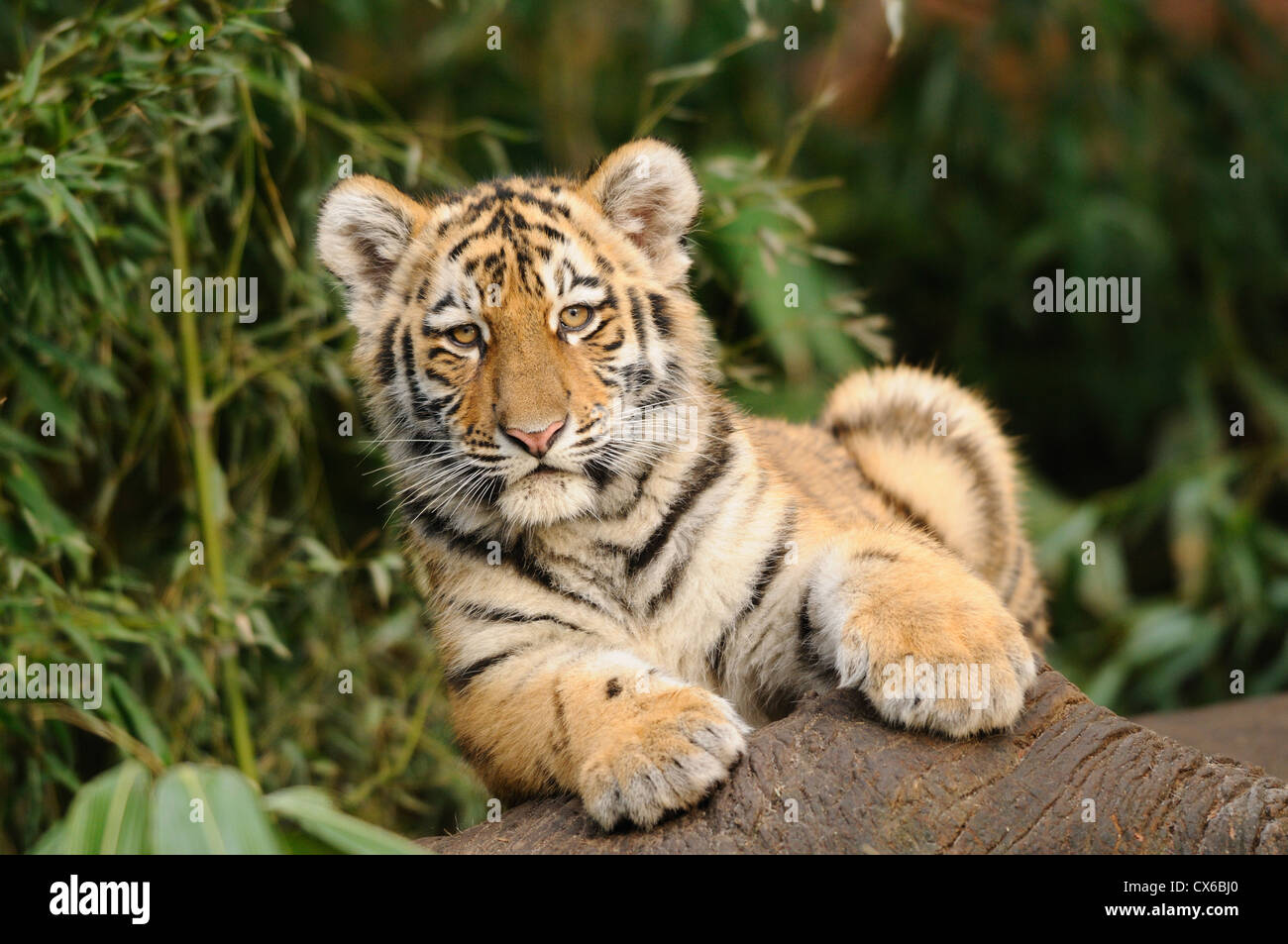 Tiger prey tree hi-res stock photography and images - Alamy
