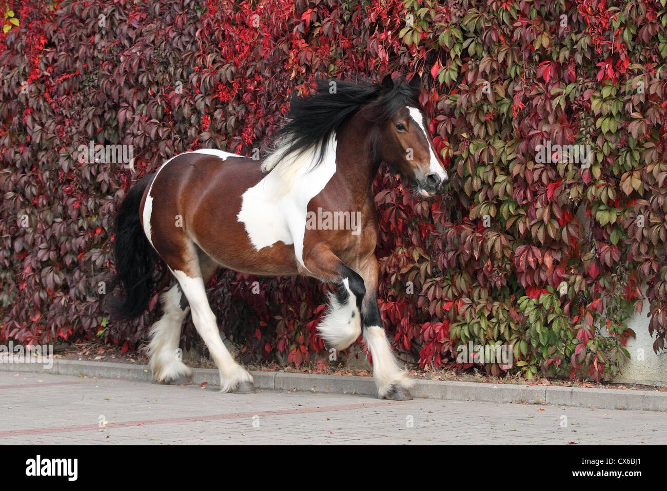 Gypsy Vanner Horse, Tinker Stock Photo - Alamy
