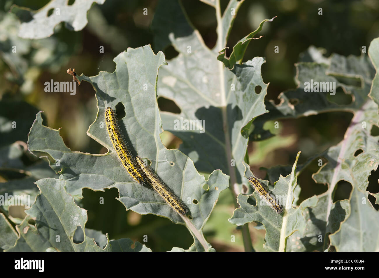 leaf damage due to cabbage white butterfly can be controlled by ...