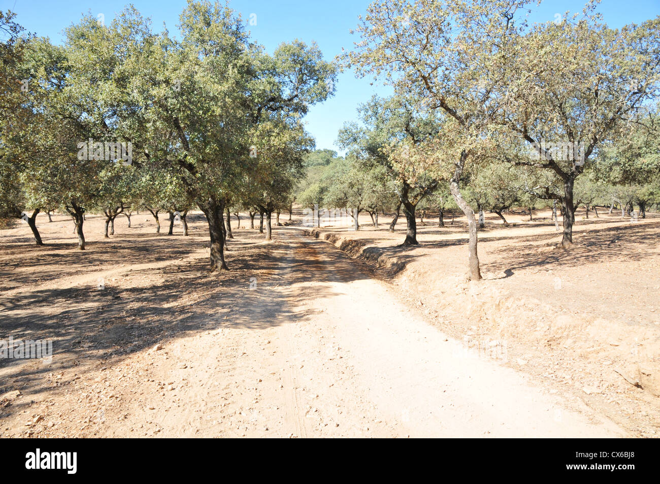 Empty track in dry dusty landscape Stock Photo - Alamy