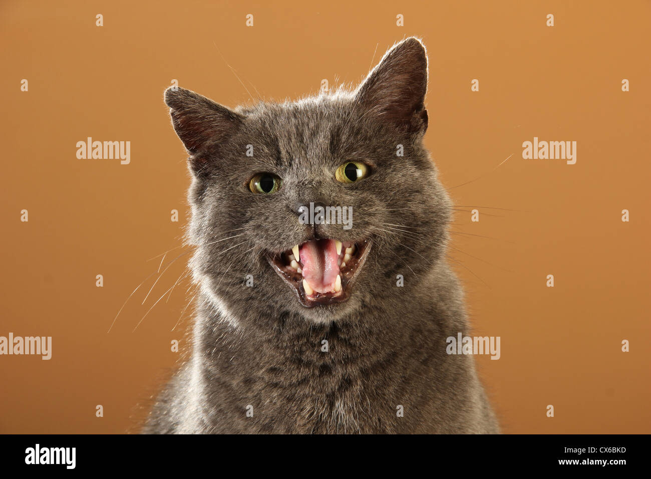 Domestic Cat, aggressive Stock Photo - Alamy