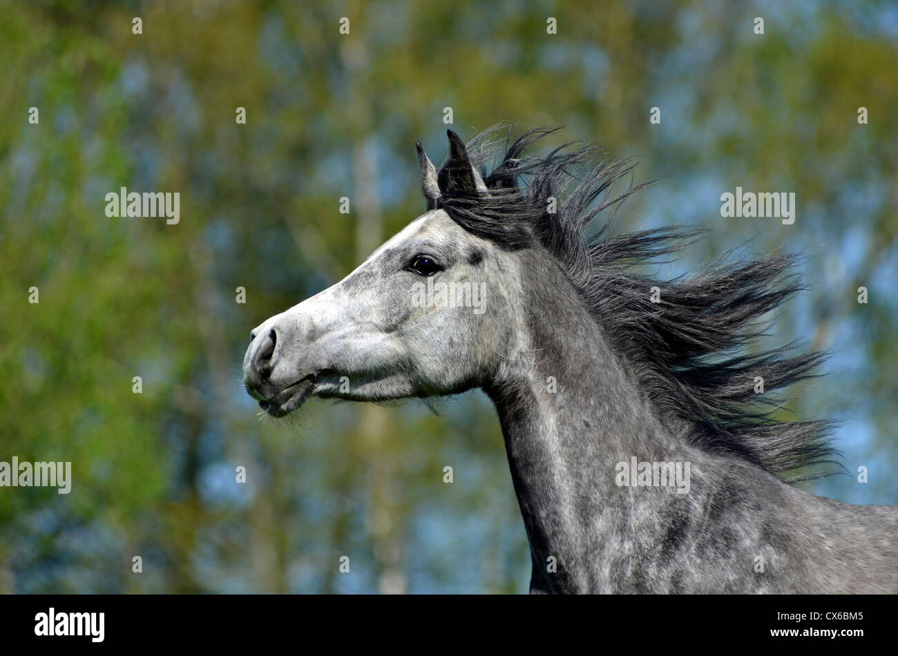 German Riding Pony Stock Photo - Alamy