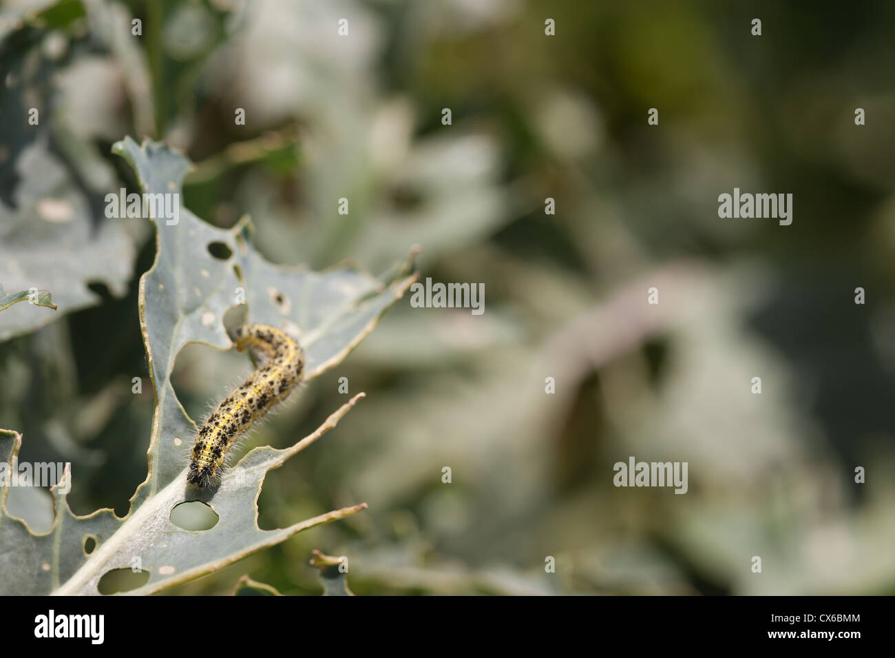 leaf damage due to cabbage white butterfly can be controlled by ...