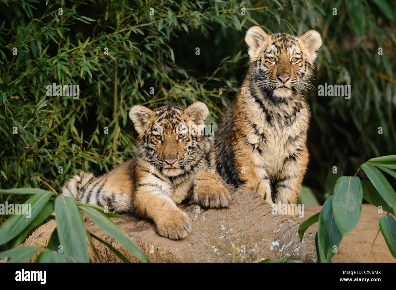 Two baby tigers hi-res stock photography and images - Alamy