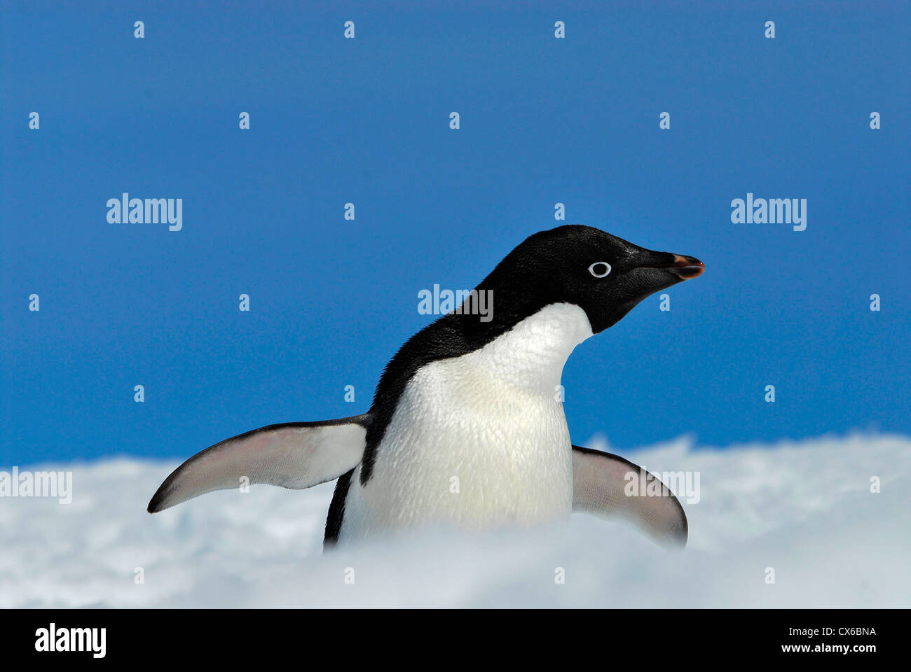 Penguin snow white antarctica hi-res stock photography and images - Alamy