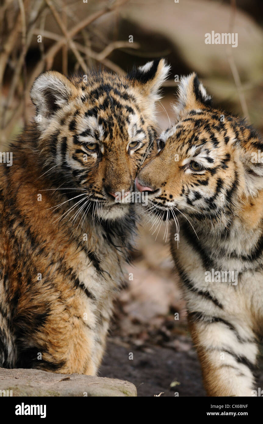 Tiger Cubs Cuddling A Shredded Human Hand