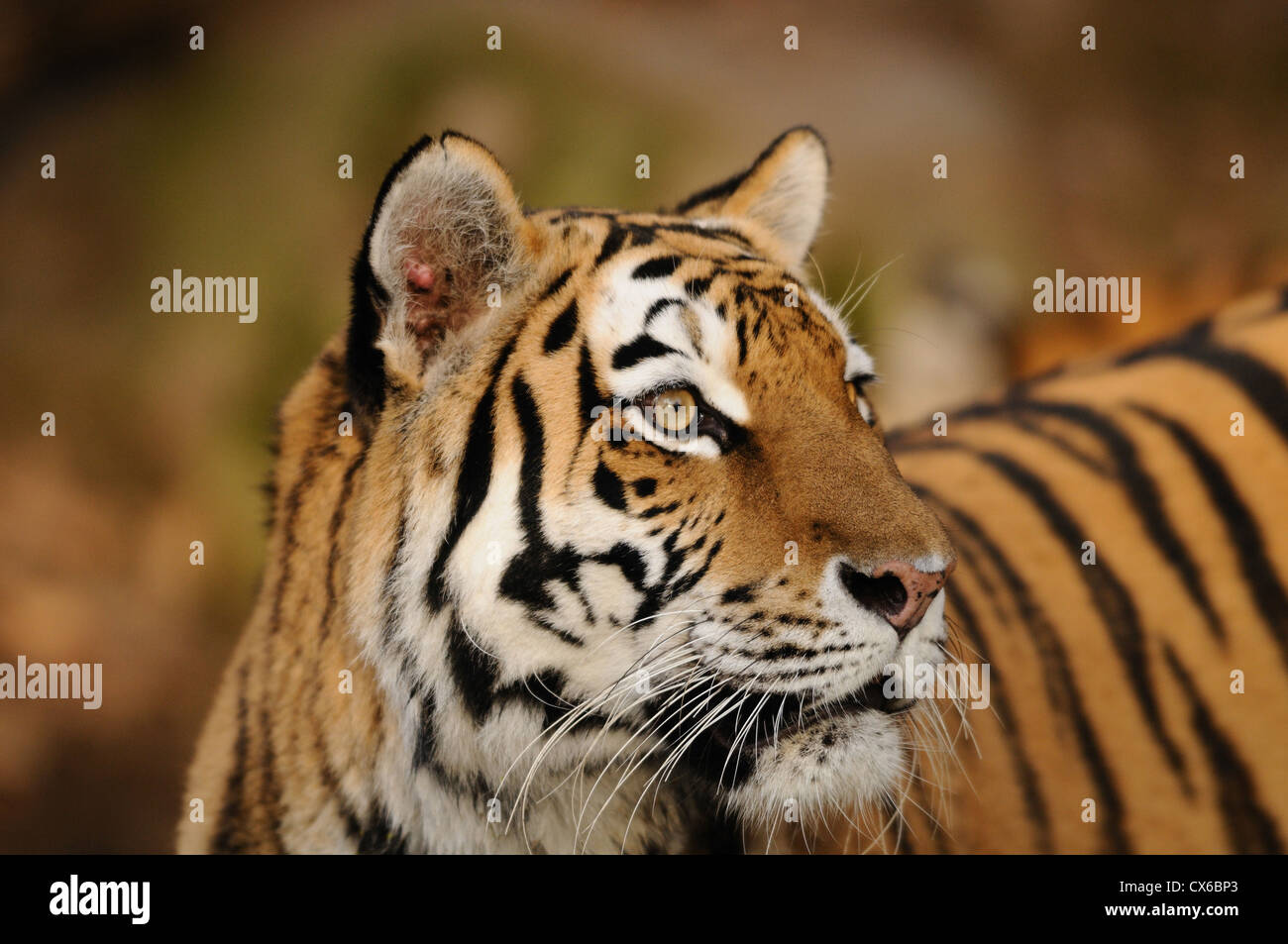 Tiger portraits hi-res stock photography and images - Alamy