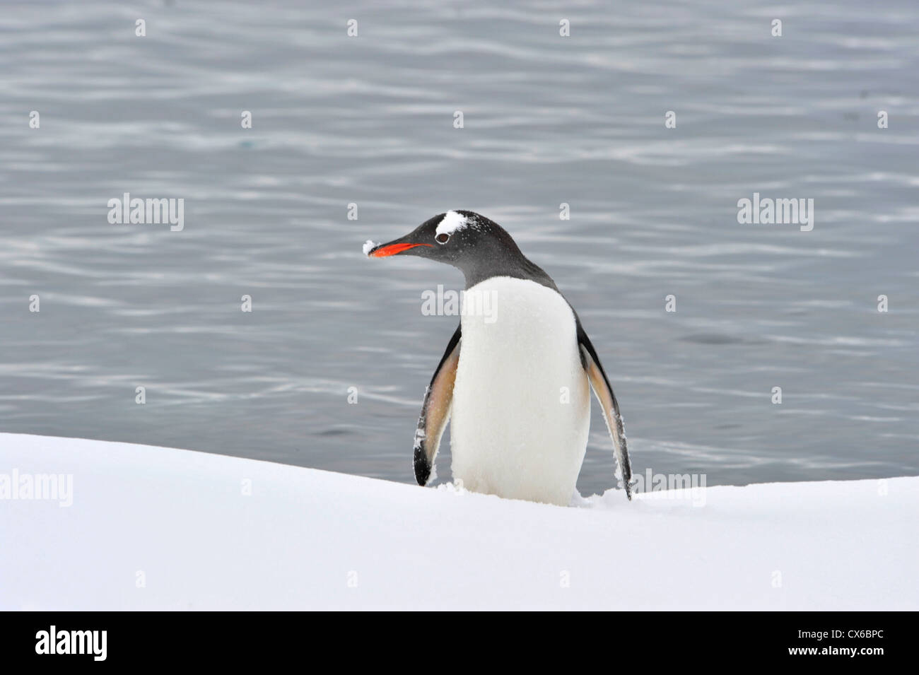 Drake passage and penguin hi-res stock photography and images - Alamy
