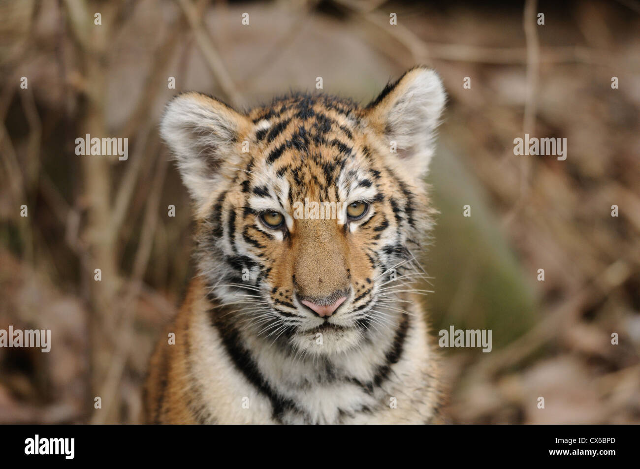 Tiger frontal hi-res stock photography and images - Alamy
