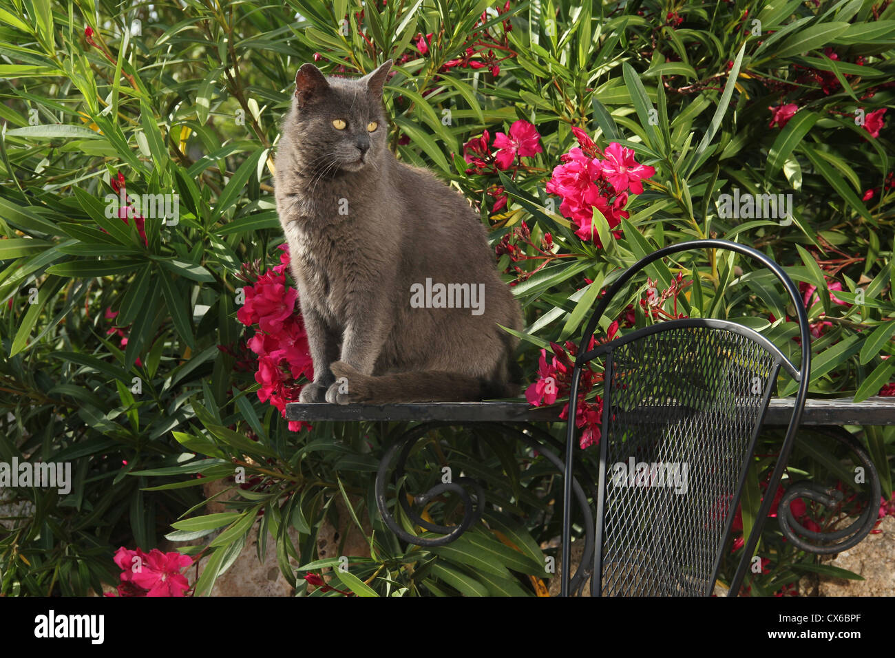 Oleander blossom table hi-res stock photography and images - Alamy