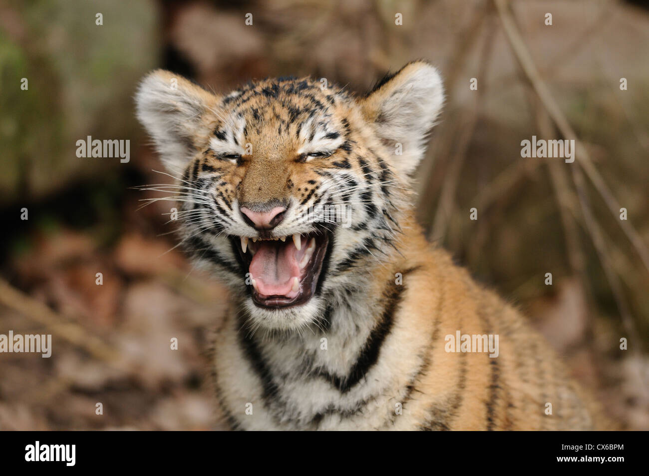 Tiger behaviour hi-res stock photography and images - Alamy