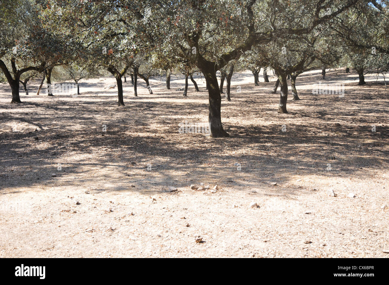 Dry, parched landscape with Encina oak trees Stock Photo - Alamy
