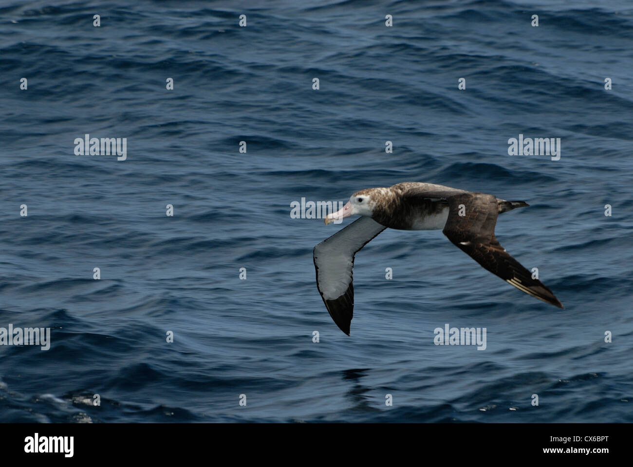 Albatross in the Drake passage Stock Photo - Alamy
