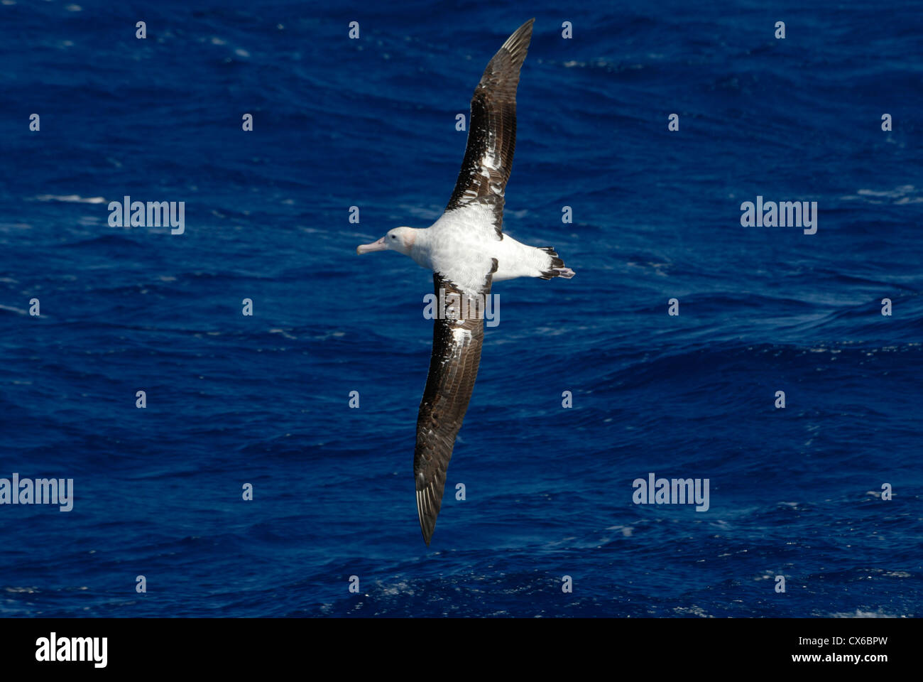 Wandering Albatross in the Drake passage Stock Photo - Alamy
