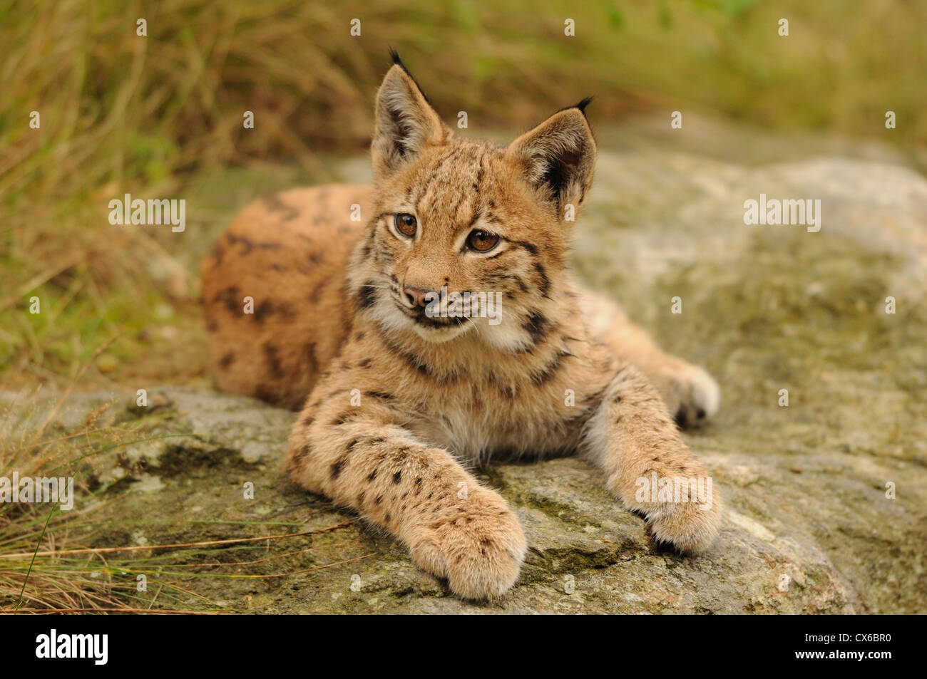 Baby lynx on rock hi-res stock photography and images - Alamy
