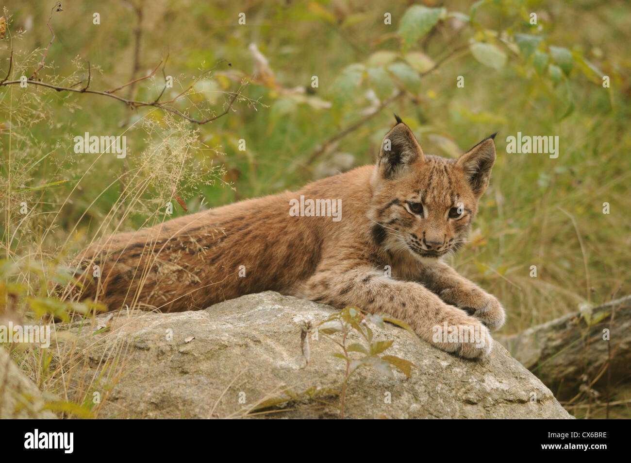 Baby lynx on rock hi-res stock photography and images - Alamy