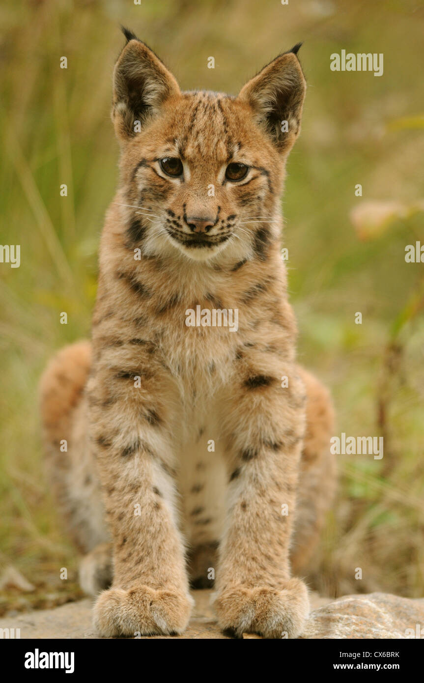 Lynx cute hi-res stock photography and images - Alamy