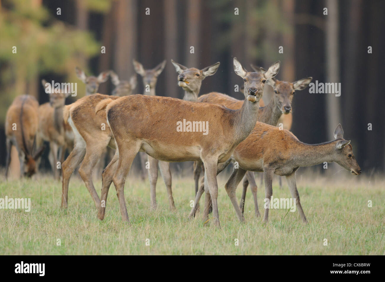 Deer with trees hi-res stock photography and images - Alamy