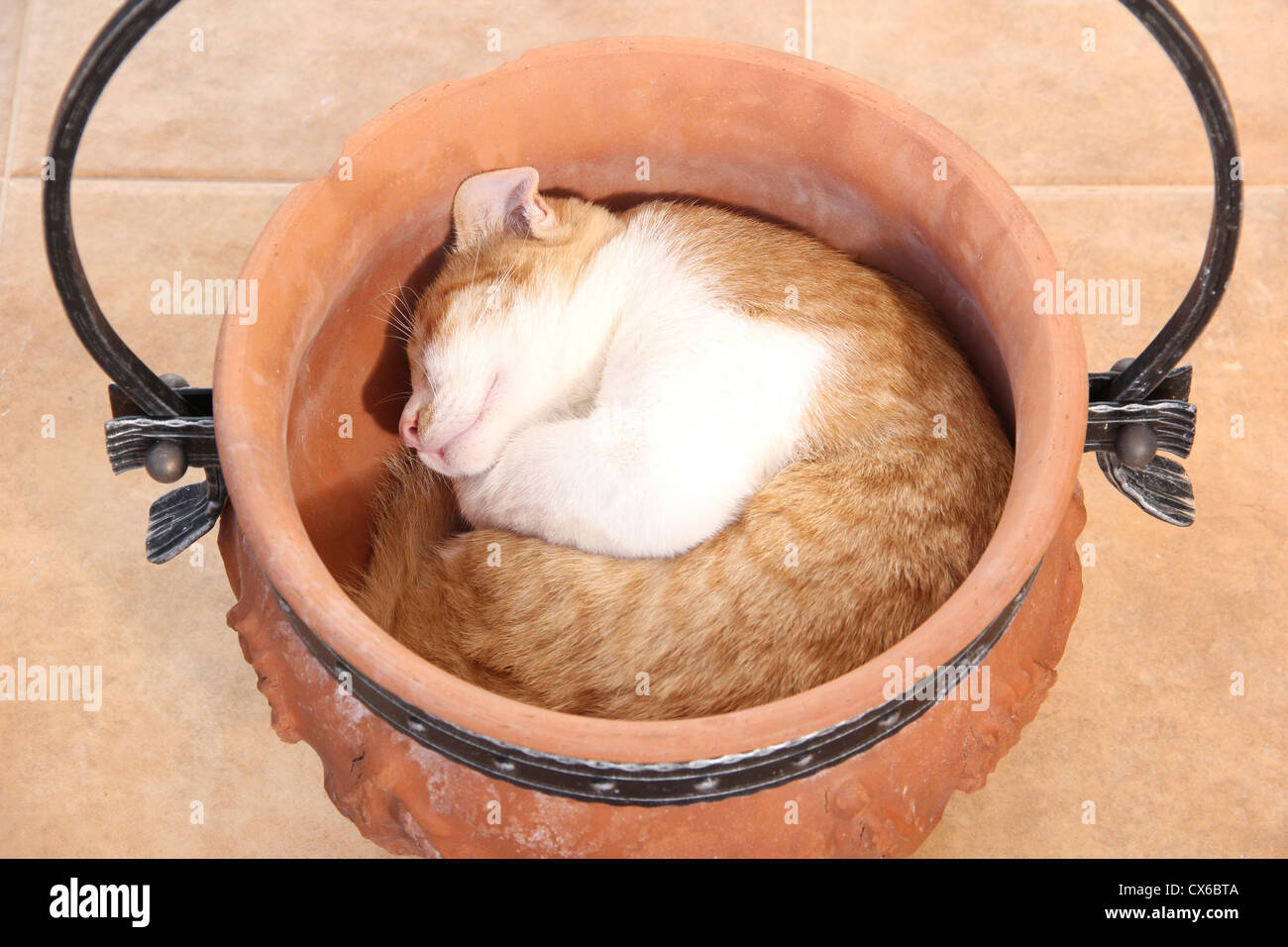 Cat sleep flower pot hi-res stock photography and images - Alamy