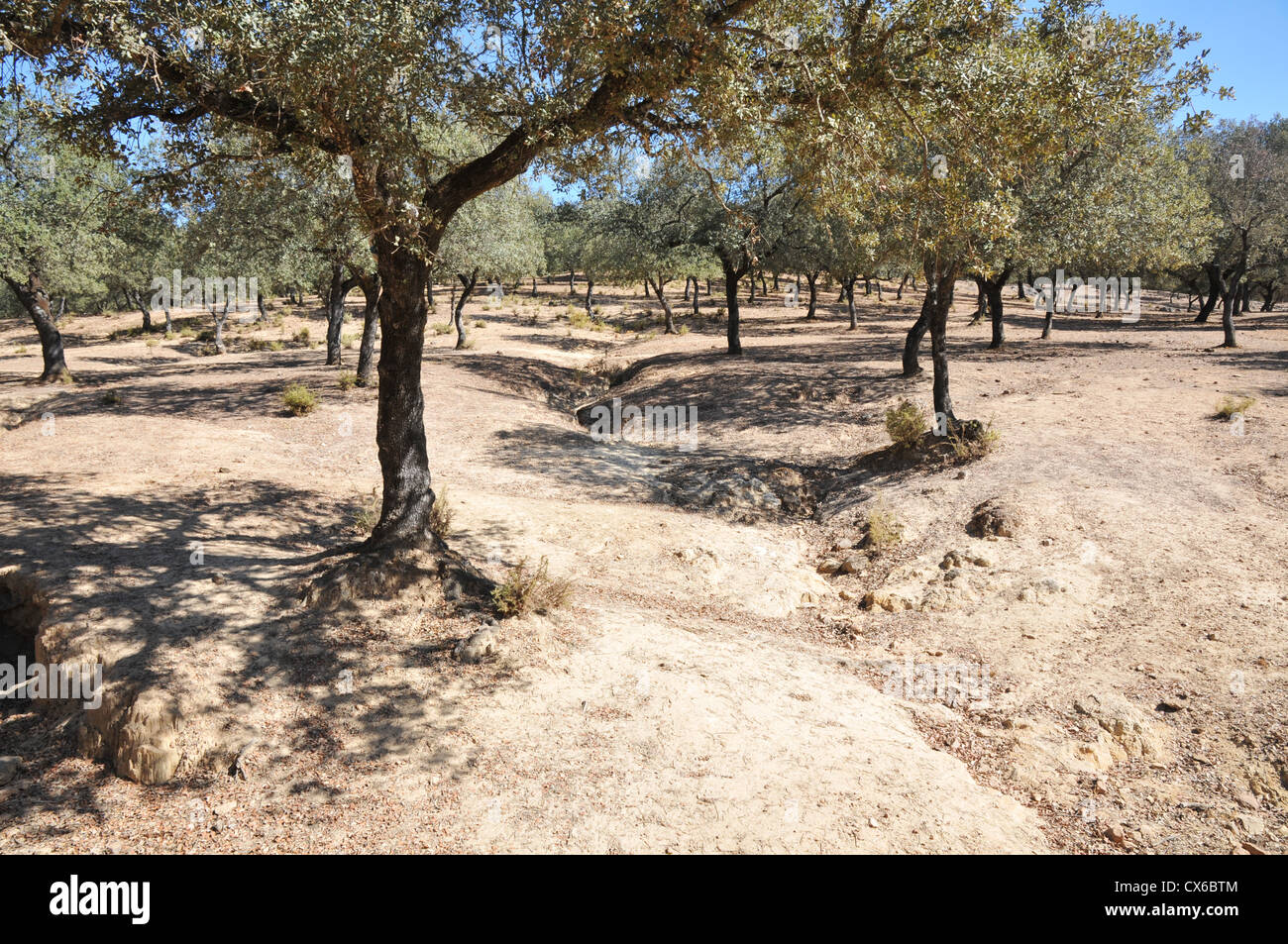 Dry, parched landscape with Encina oak trees Stock Photo - Alamy