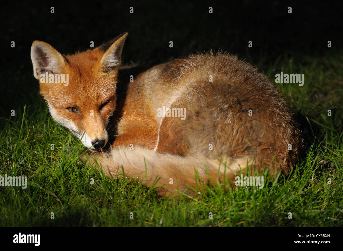 Red fox behaviour hi-res stock photography and images - Alamy