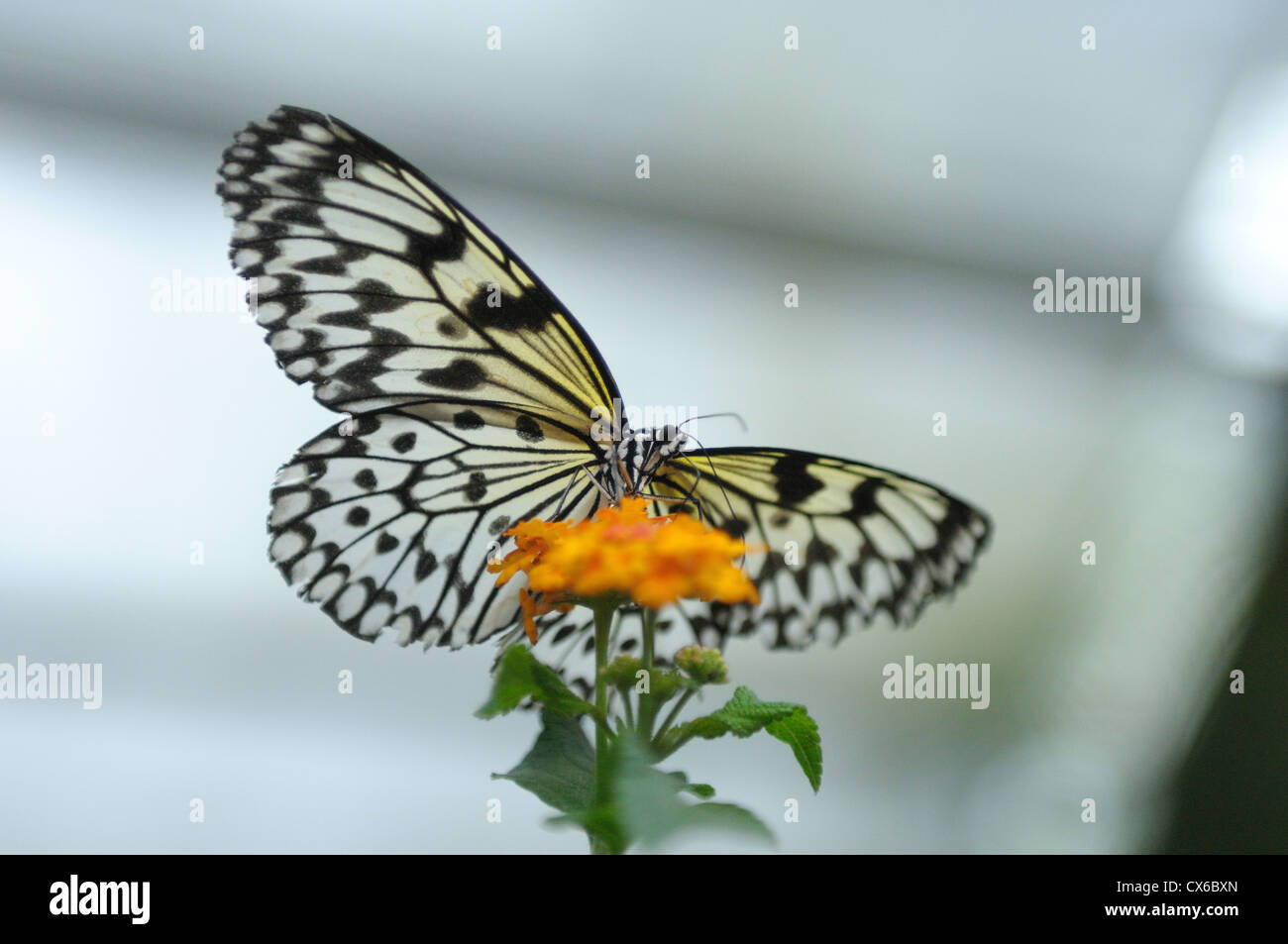 Butterfly lepidoptera neoptera pterygota insecta hexapoda arthropoda hi ...