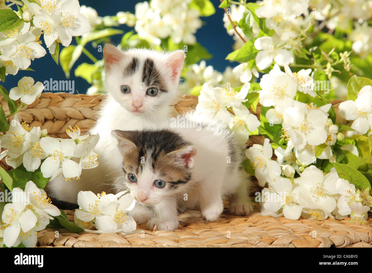 Multiple Kittens In Flowers
