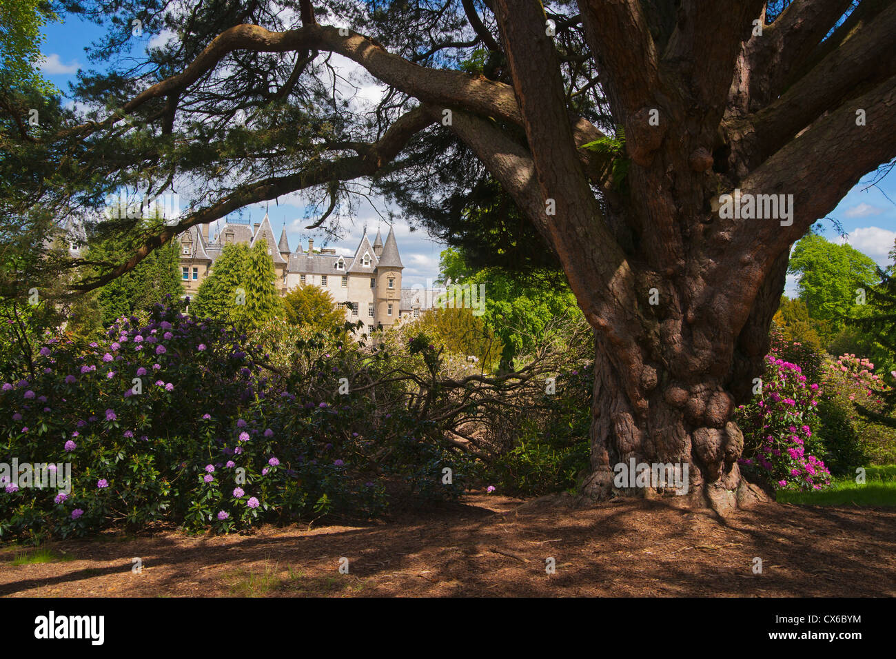 Rhododendrons, Callendar House and Park, Falkirk, Stirlingshire ...