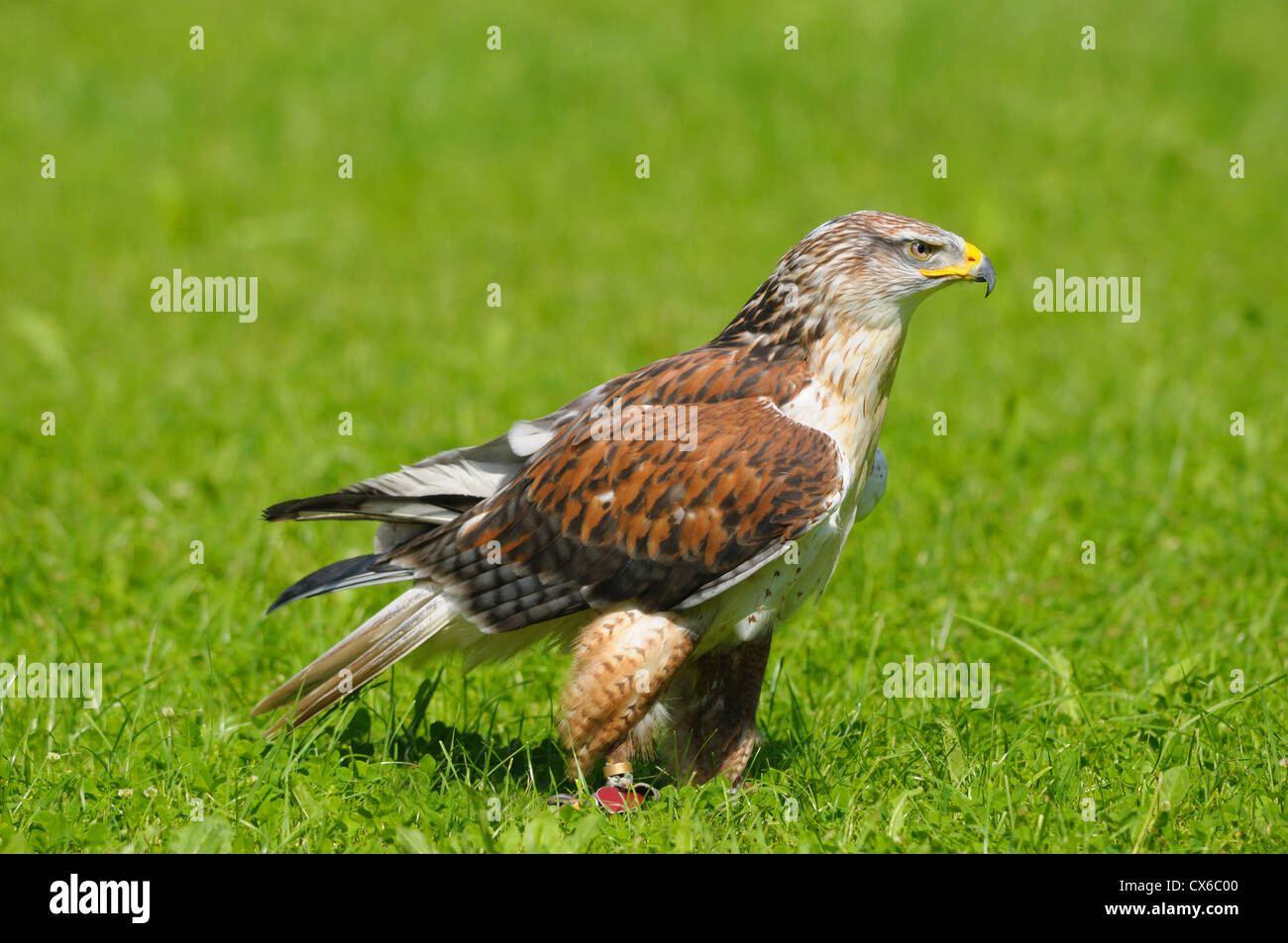 Meadow hawks hi-res stock photography and images - Alamy