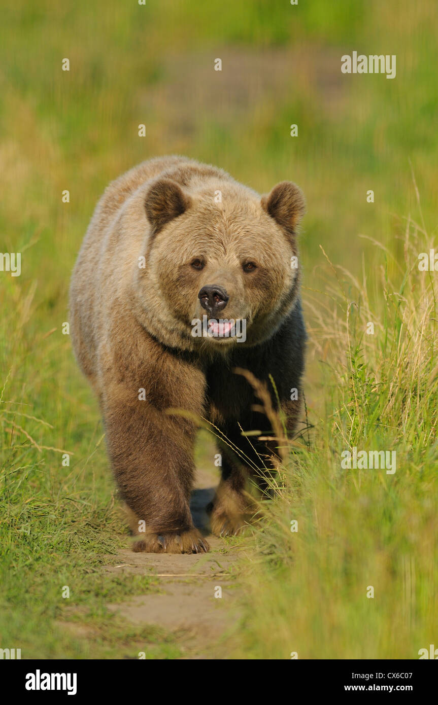 Bear motion hi-res stock photography and images - Alamy