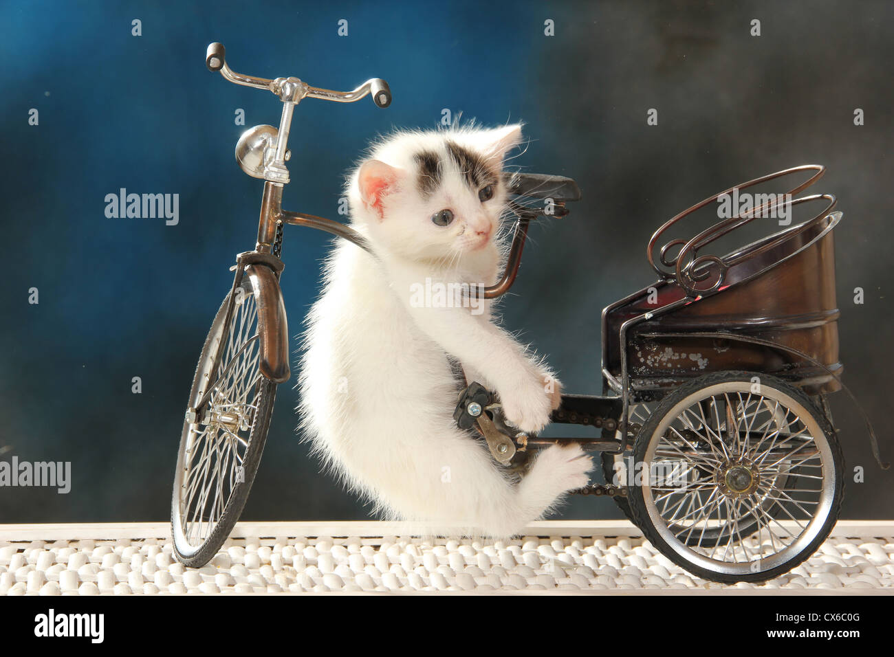 Domestic Cat. Kitten on a miniature bicycle Stock Photo - Alamy