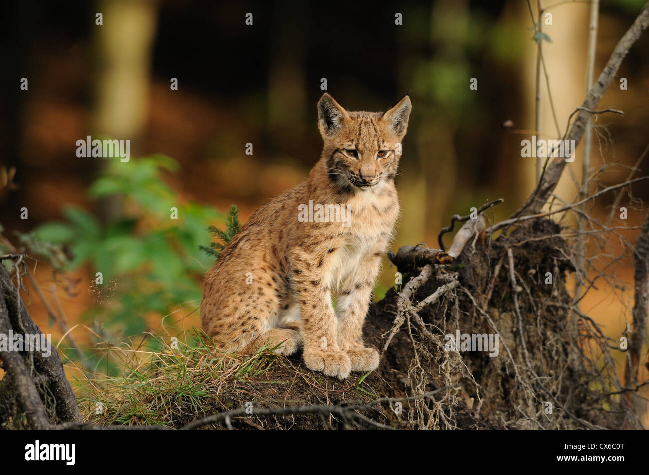Lynx sit hi-res stock photography and images - Alamy
