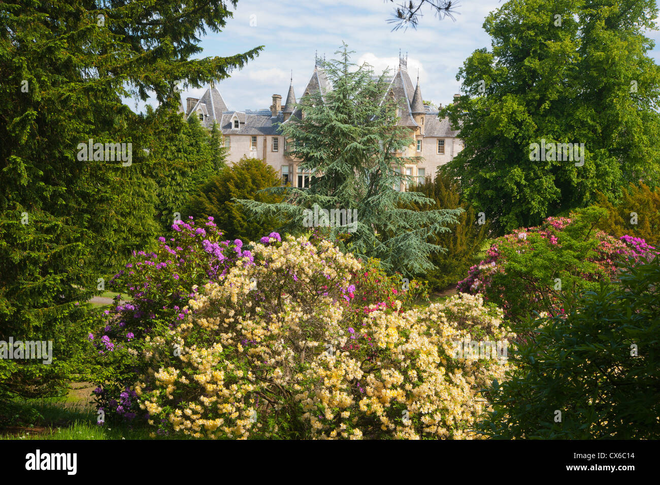 Rhododendrons, Callendar House and Park, Falkirk, Stirlingshire ...