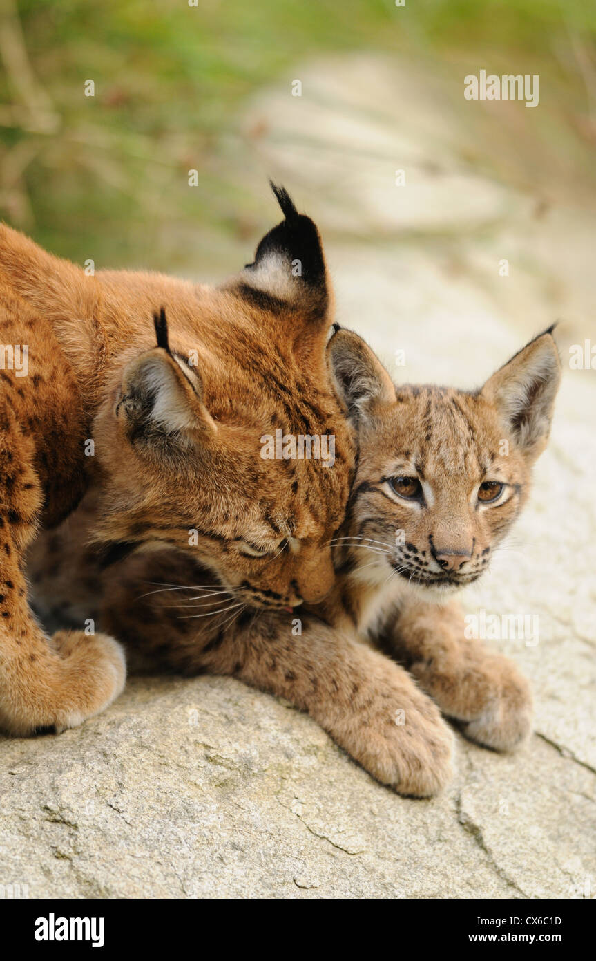 Lynxes wild animal animals hi-res stock photography and images - Alamy