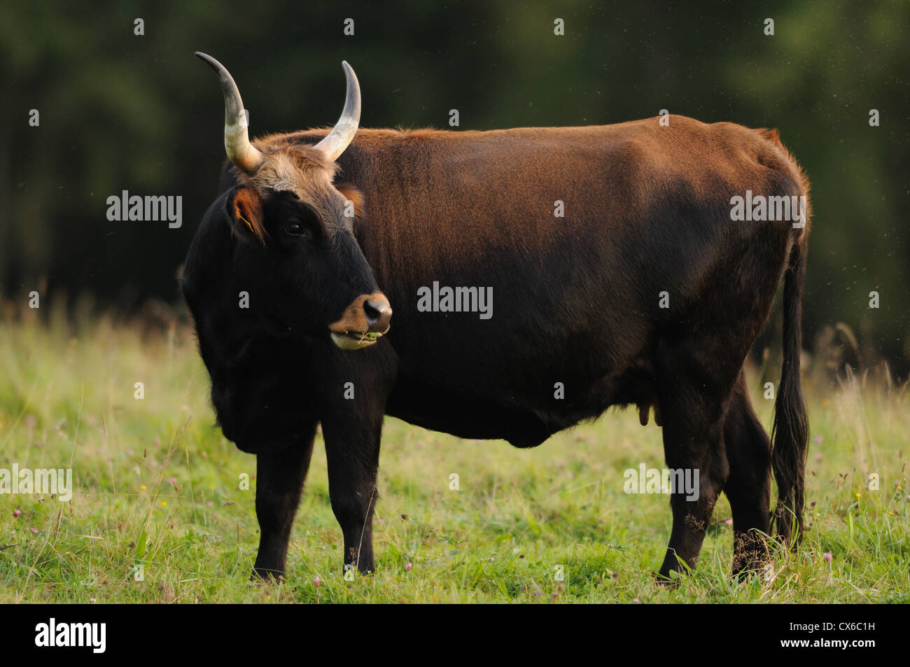 Aurochs hi-res stock photography and images - Alamy
