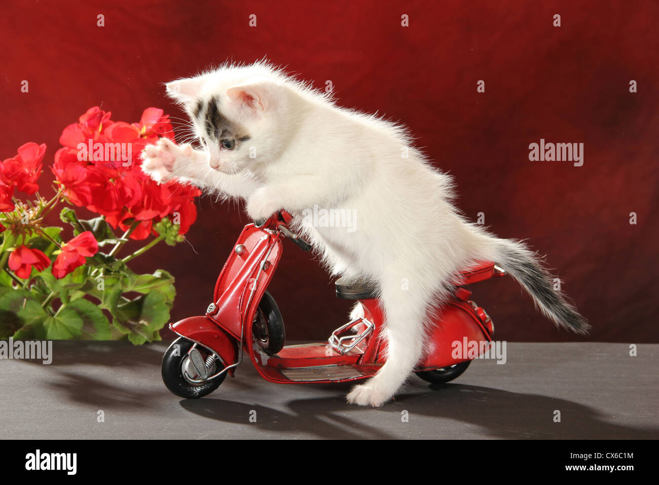 Domestic Cat. Kitten on a miniature motor scooter Stock Photo - Alamy