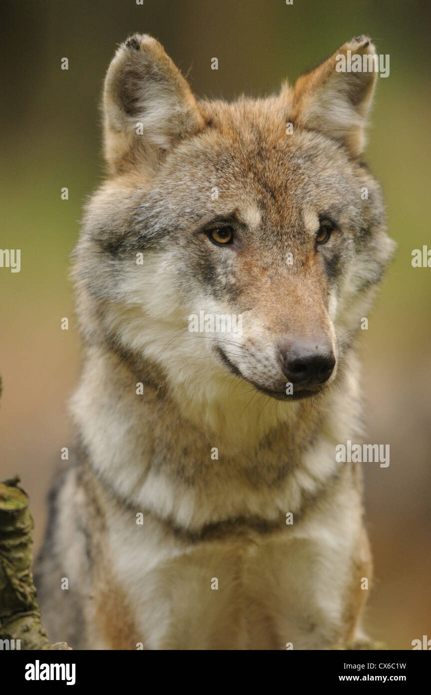 Greywolf greywolves hi-res stock photography and images - Alamy
