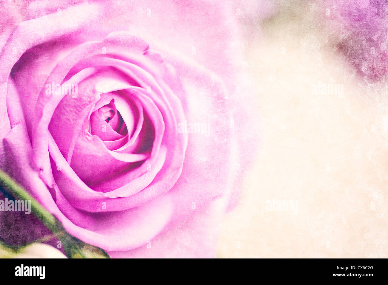Detailed photograph of a pink rose with a texture added Stock Photo - Alamy