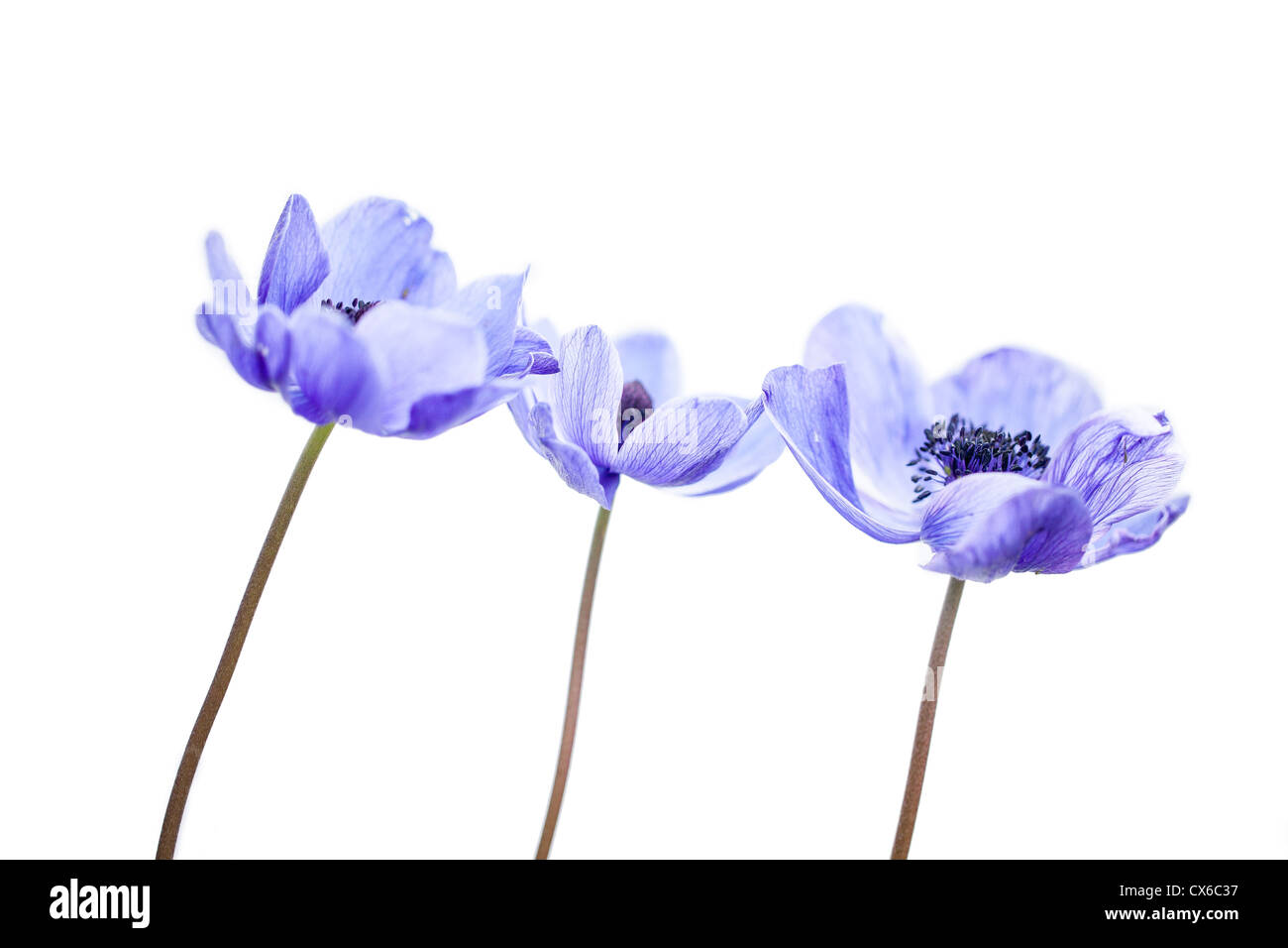Three blue flowers against a white background Stock Photo - Alamy