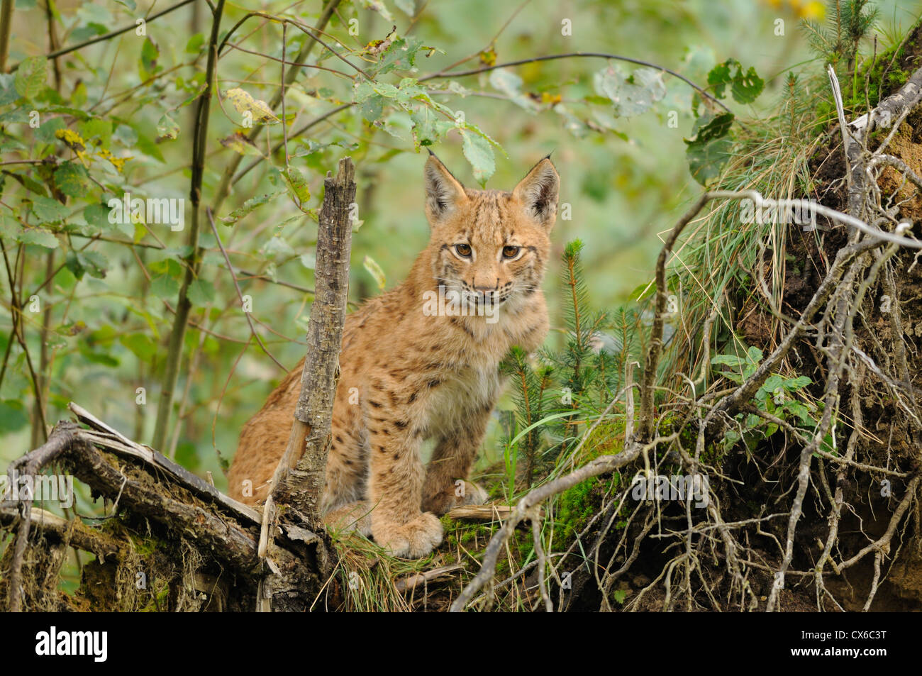 Eurasian Lynx Lynx Lynx Young High Resolution Stock Photography and ...