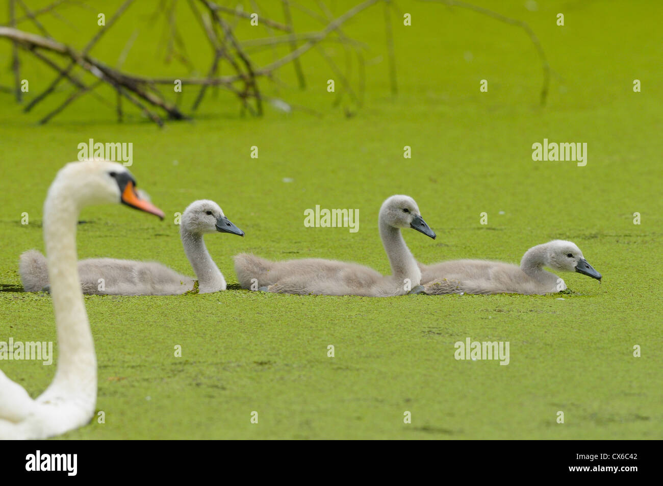 Immature swans hi-res stock photography and images - Alamy