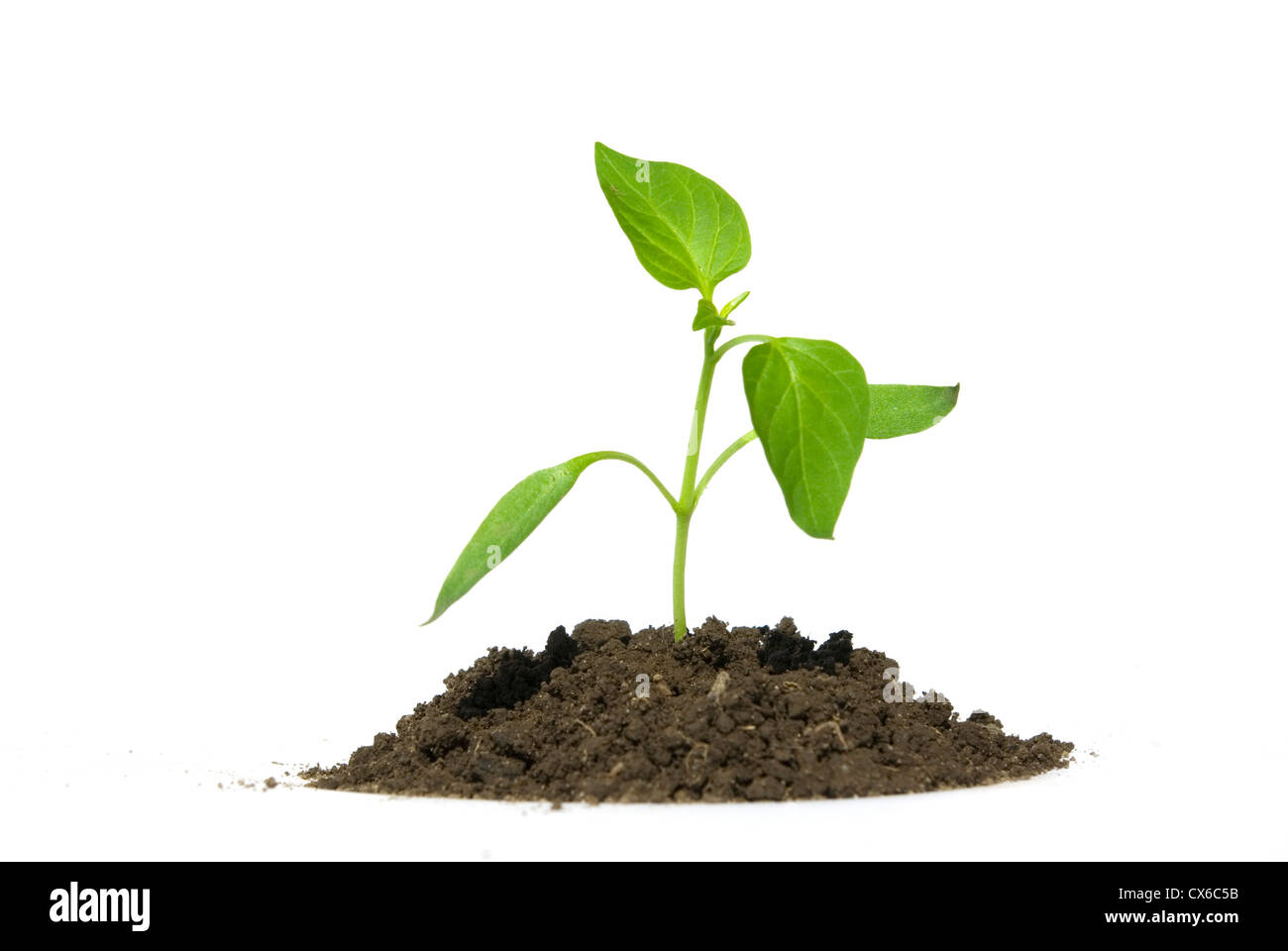Little green plant on white background Stock Photo - Alamy
